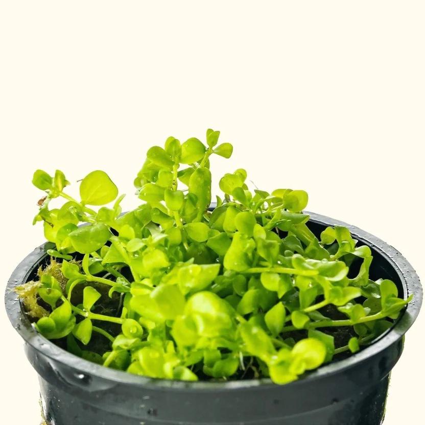 Photo of the entire plant of Micranthemum tweediei posted by ...