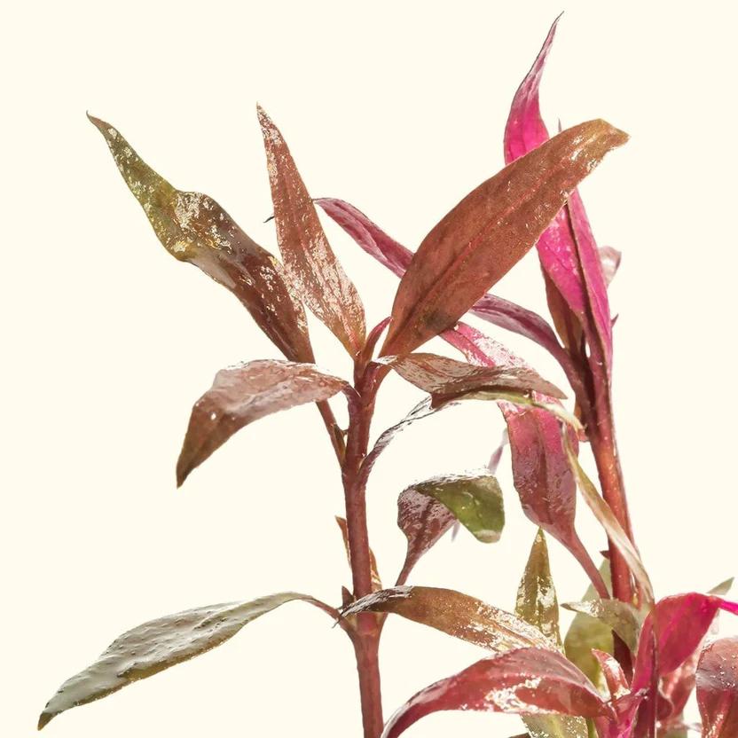 Photo of the leaves of Red Hygrophila (Alternanthera reineckii ...