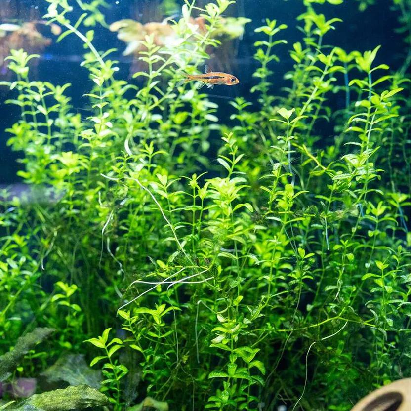 Photo of the leaves of Pearl Weed (Micranthemum micranthemoides) posted ...