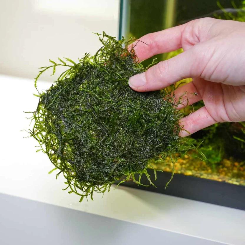 Photo of the entire plant of Java Moss (Vesicularia dubyana) posted by ...
