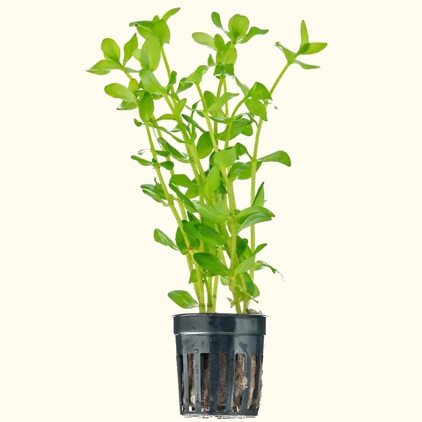 Photo of the entire plant of Lemon Bacopa (Bacopa caroliniana) posted ...