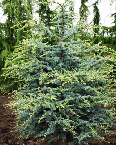 Photo of the entire plant of Dwarf Blue Atlas Cedar (Cedrus atlantica ...