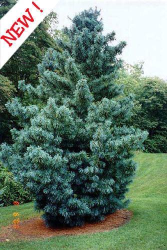 Korean Pine (Pinus koraiensis 'Morris Blue') - Garden.org
