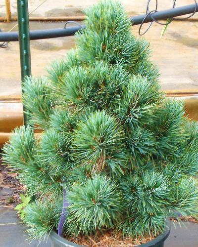 Photo of the entire plant of Swiss Stone Pine (Pinus cembra 'Blue Mound ...