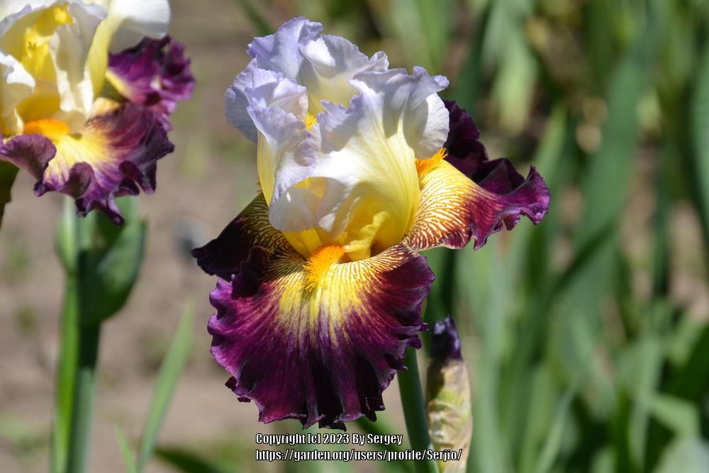 Photo of the bloom of Tall Bearded Iris (Iris 'Shadow Bands') posted by ...