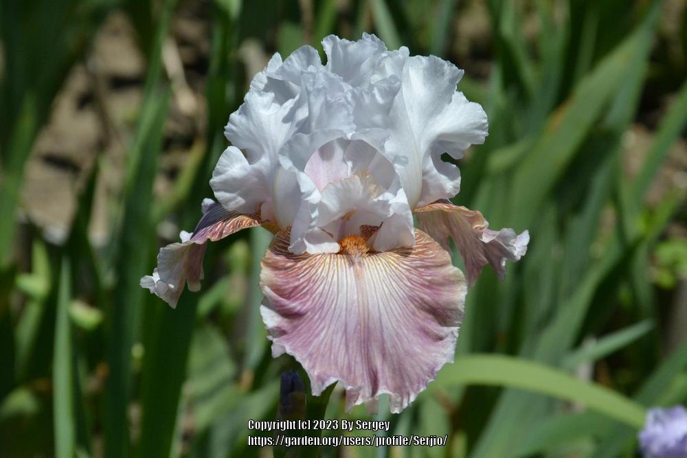 Photo of the bloom of Tall Bearded Iris (Iris 'Sharp Edge') posted by ...