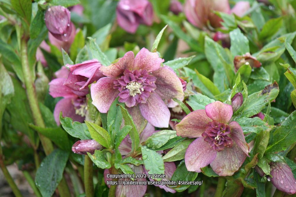 Photo of the bloom of Hellebore (Helleborus Frostkiss™ Tutu) posted by ...