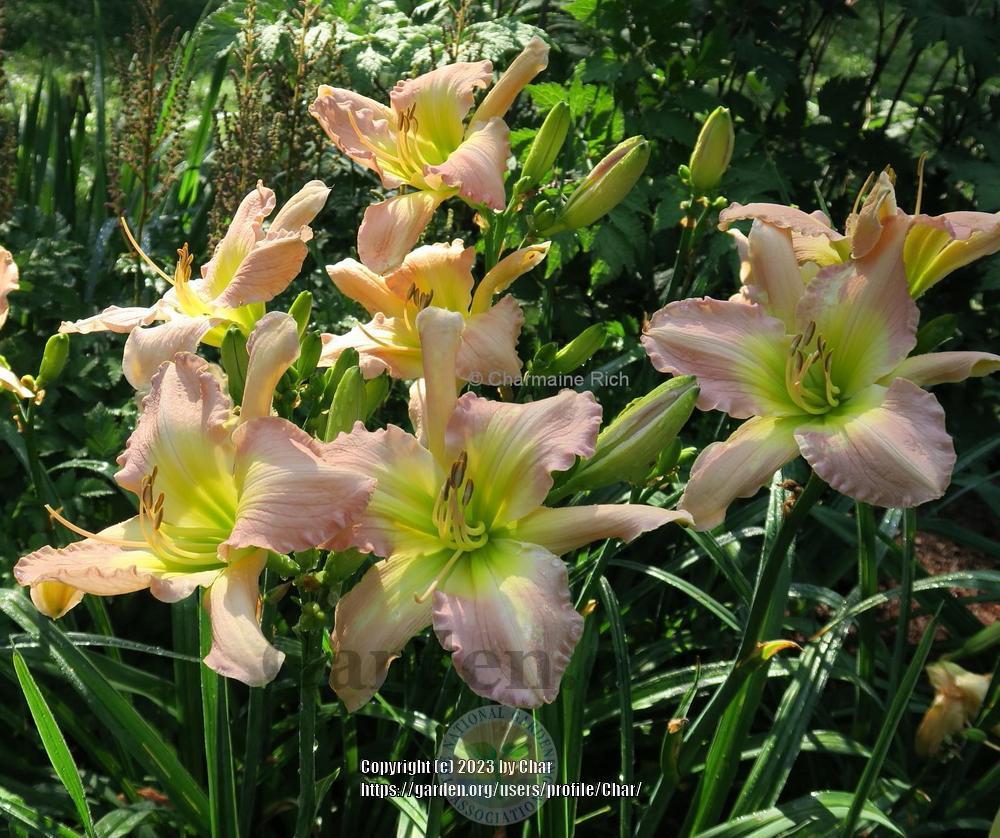 Photo of the entire plant of Daylily (Hemerocallis 'Tossed by the Waves') posted by Char ...