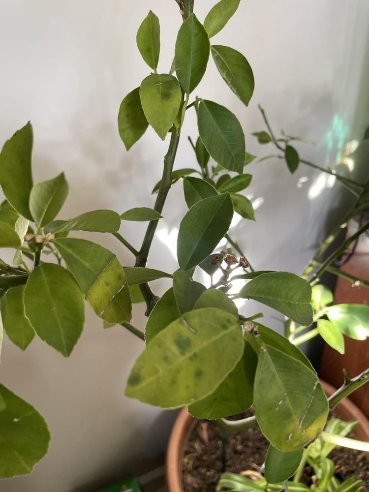 Indoor Meyer Lemon Leaf Disease? in the Pests and Diseases forum ...