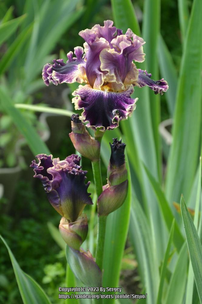 Photo of the bloom of Tall Bearded Iris (Iris 'Secret Recipe') posted ...