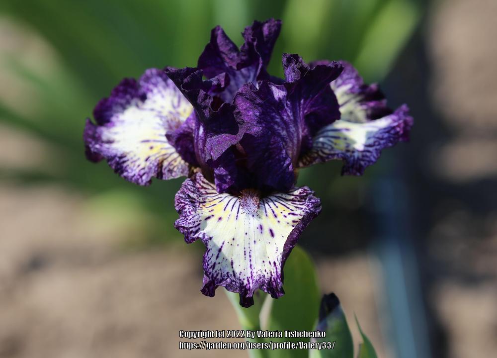 Intermediate Bearded Iris (Iris 'Fall Line') in the Irises Database ...