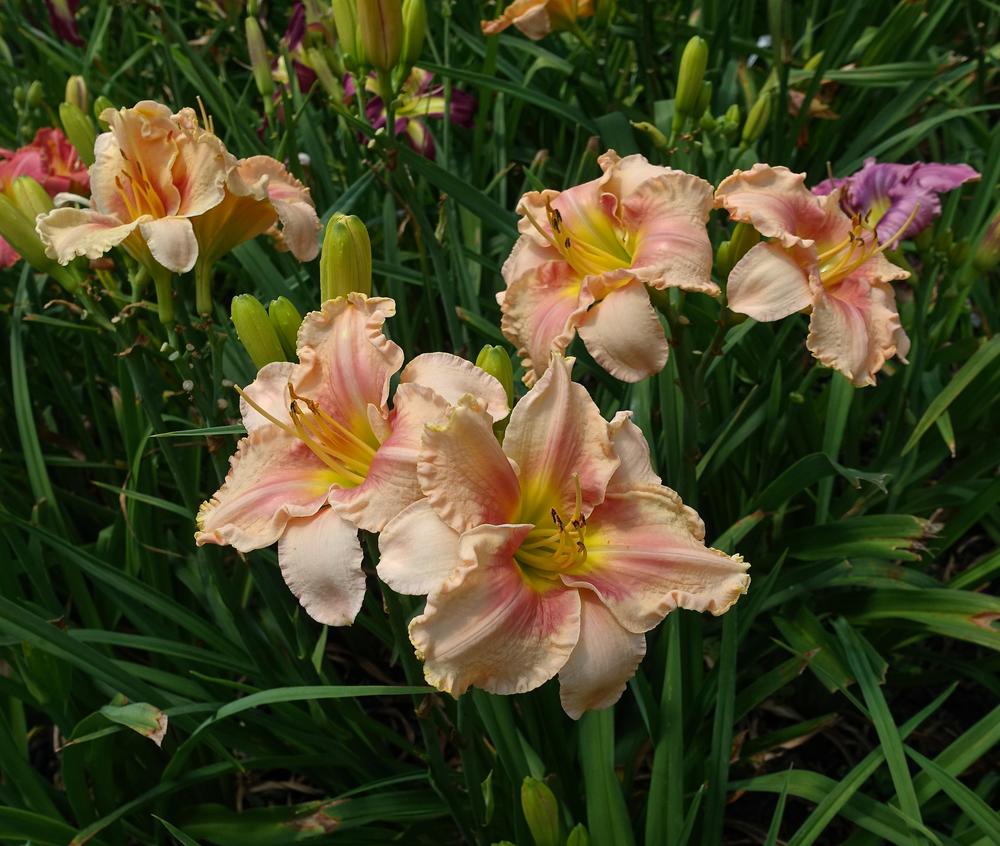 Photo of the entire plant of Daylily (Hemerocallis 'Love Sculpture') posted by mantisOH - Garden.org