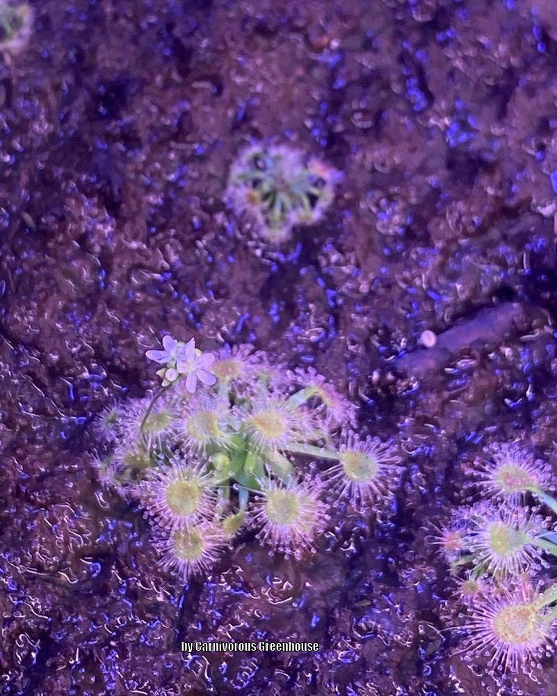 Photo of the entire plant of Pygmy Sundew (Drosera occidentalis ...