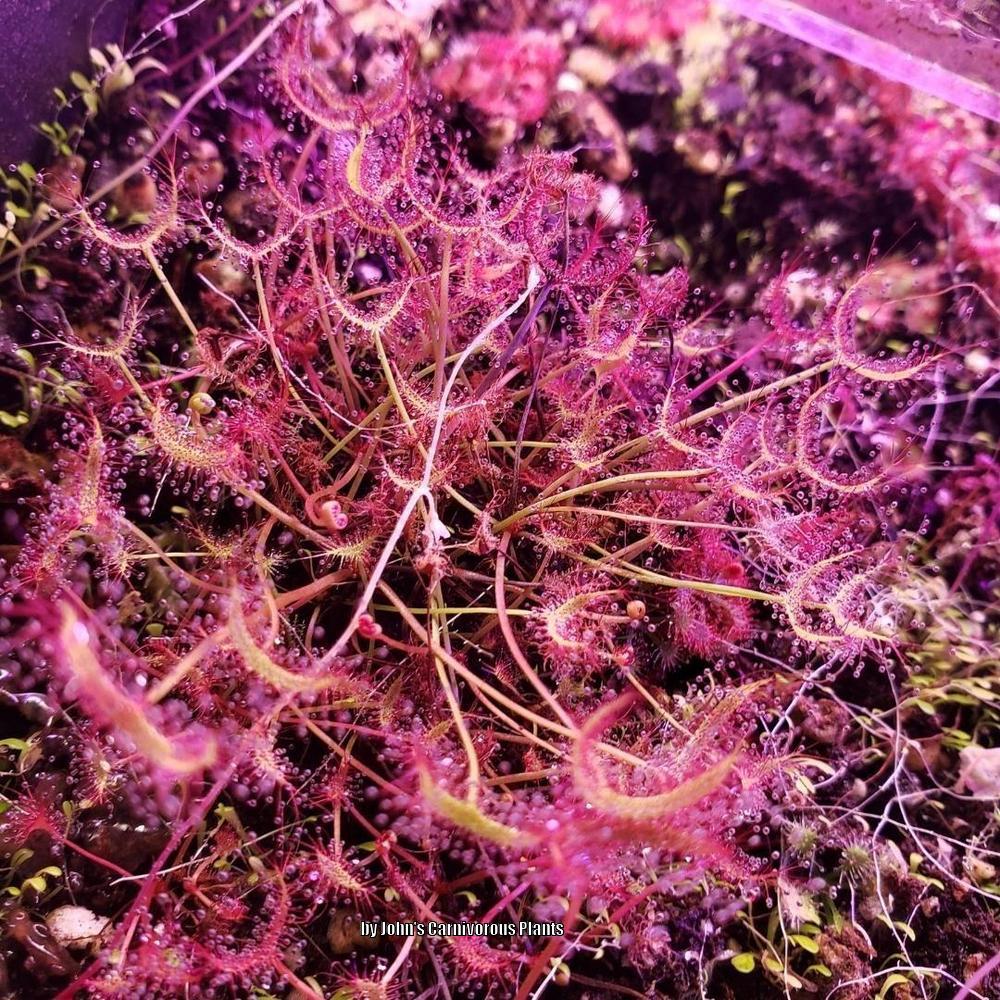 Photo of the seedling or young plant of Forked Sundew (Drosera binata ...