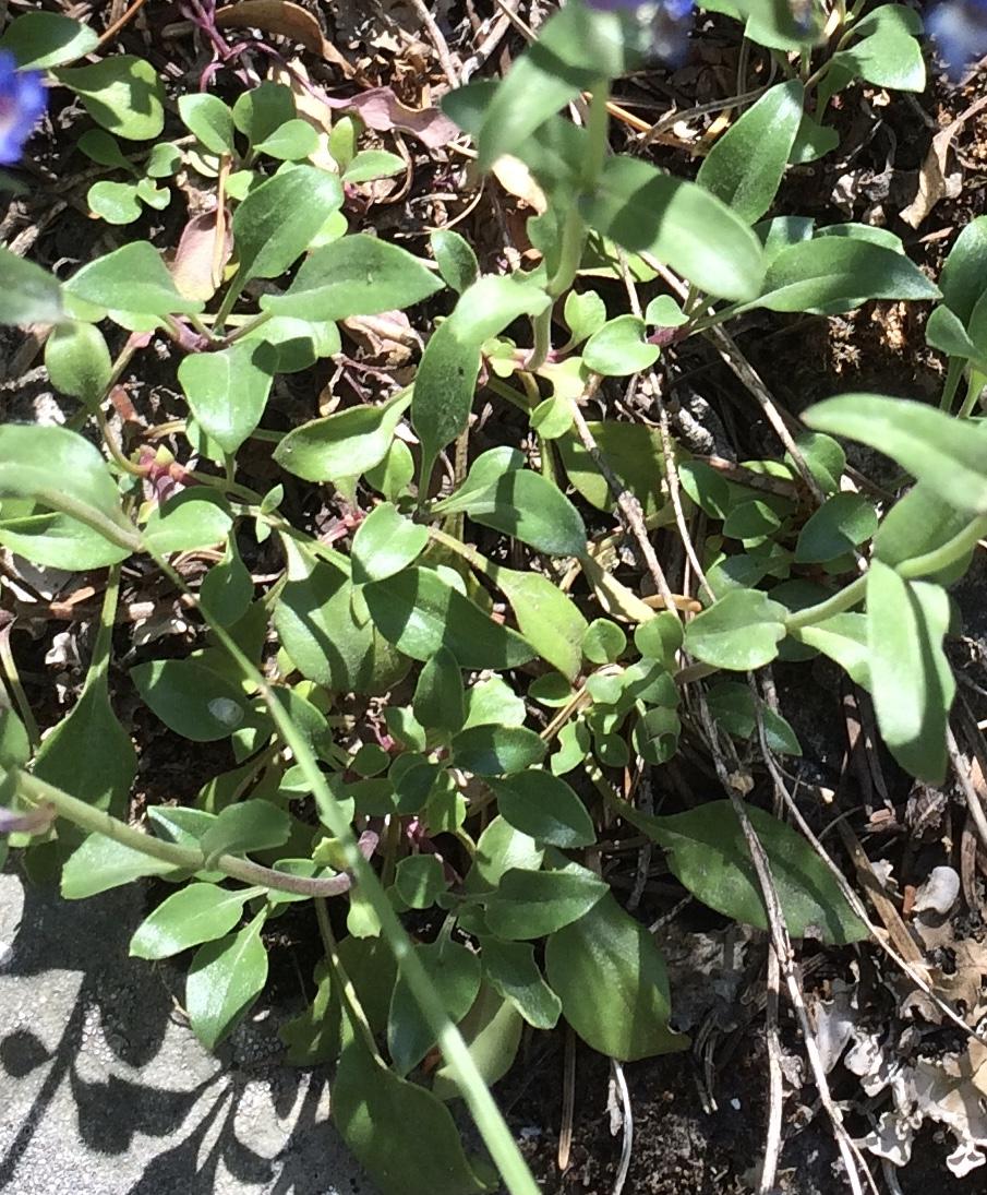 Photo of the leaves of Low Beardtongue (Penstemon humilis var. humilis ...