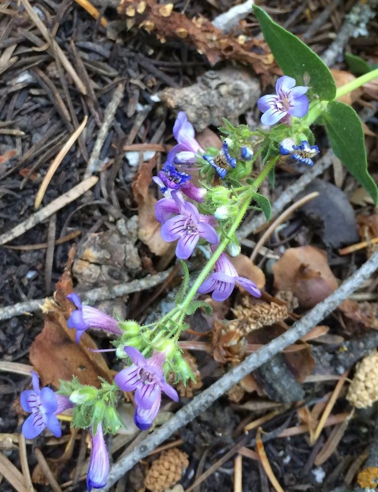 Photo of the bloom of Low Beardtongue (Penstemon humilis var. humilis ...