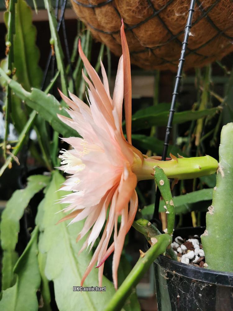 Photo of the bloom of Hybrid Epiphyllum (Epiphyllum 'Pink Plumes ...