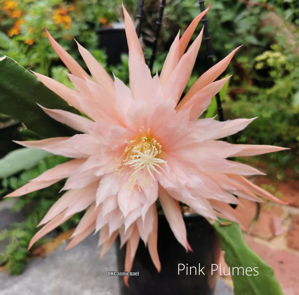 Photo of the bloom of Hybrid Epiphyllum (Epiphyllum 'Pink Plumes ...