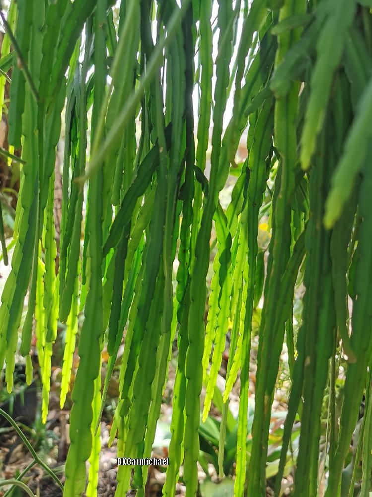 Photo of the leaves of Pfeiffera boliviana posted by DebzGarden ...