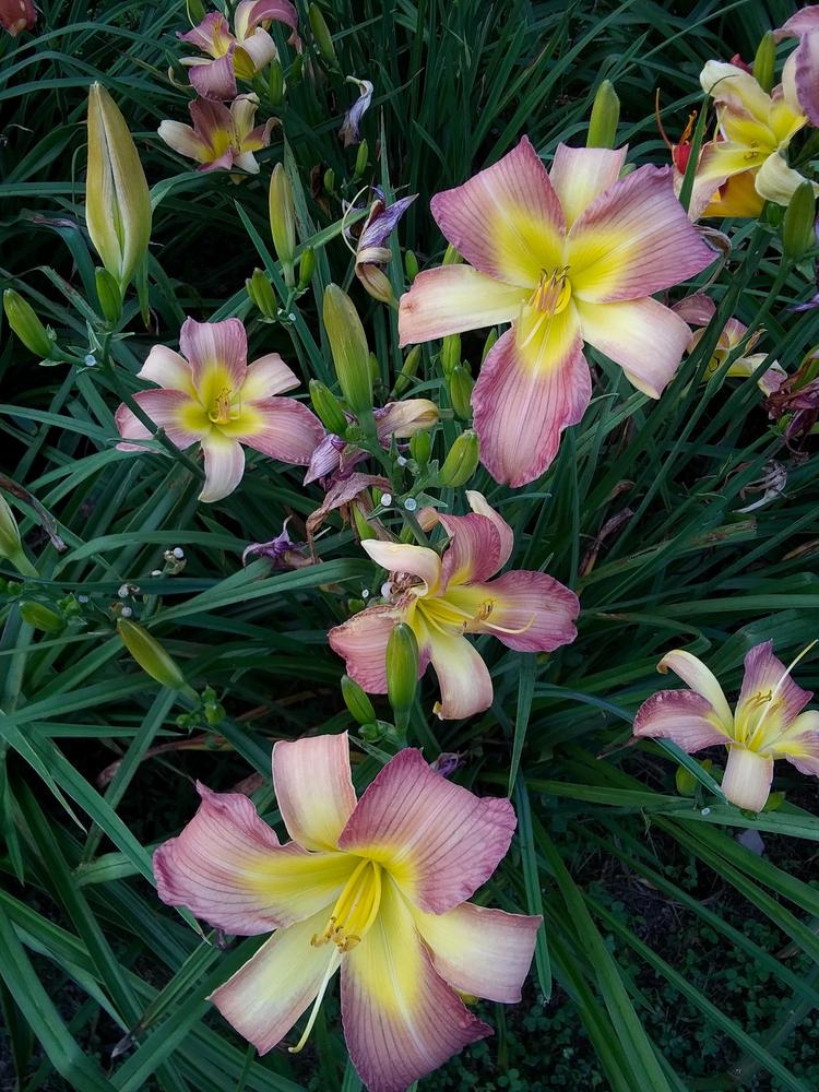 Daylily (Hemerocallis 'Pigments of Hals') in the Daylilies Database - Garden.org