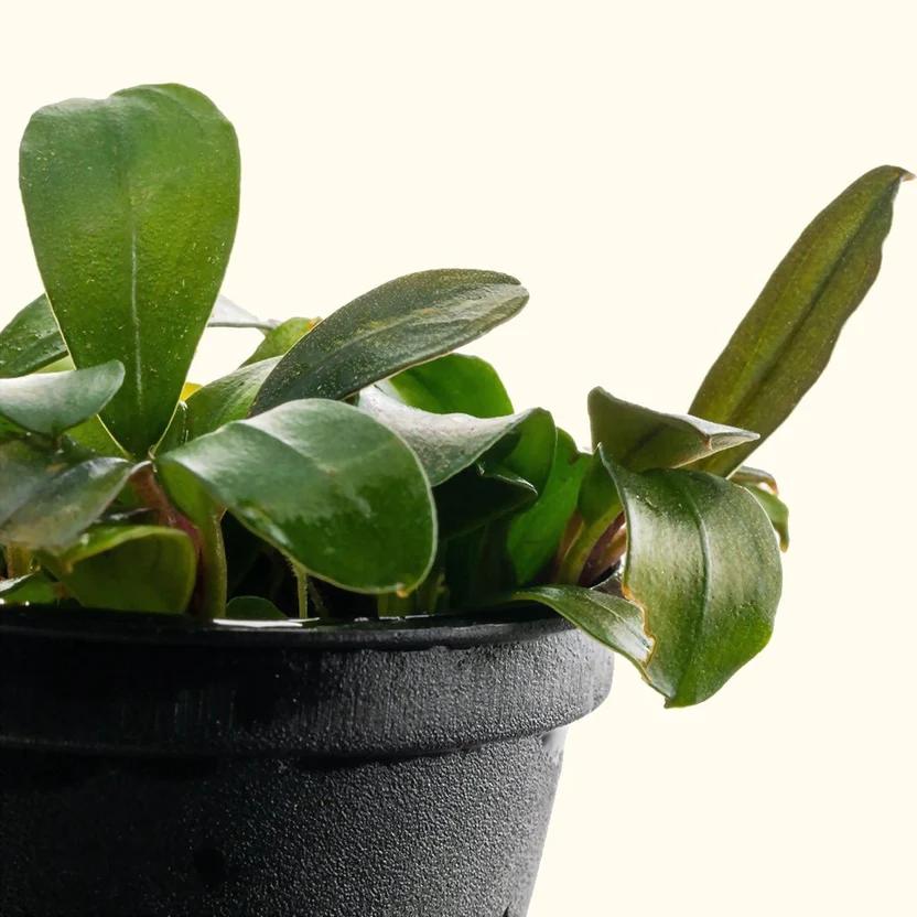 Photo of the leaves of Buce (Bucephalandra 'Black Pearl') posted by ...