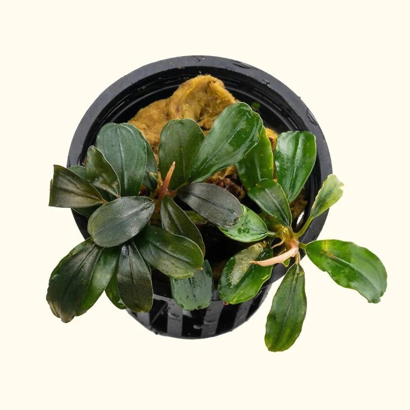Photo of the entire plant of Buce (Bucephalandra 'Black Pearl') posted ...