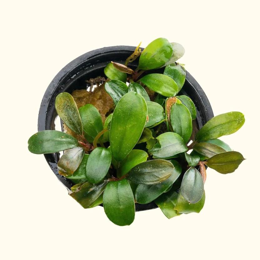 Photo of the entire plant of Buce (Bucephalandra 'Black Pearl') posted ...