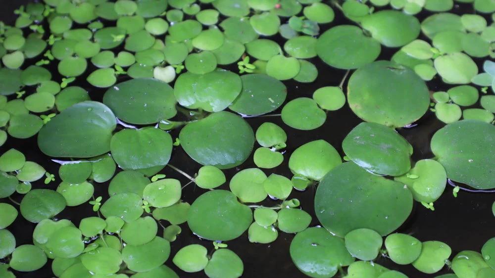 Photo of the entire plant of Amazon Frogbit (Limnobium laevigatum ...
