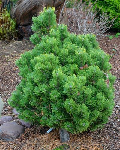 Photo of the entire plant of Mugo Pine (Pinus mugo 'Sherwood Compact ...