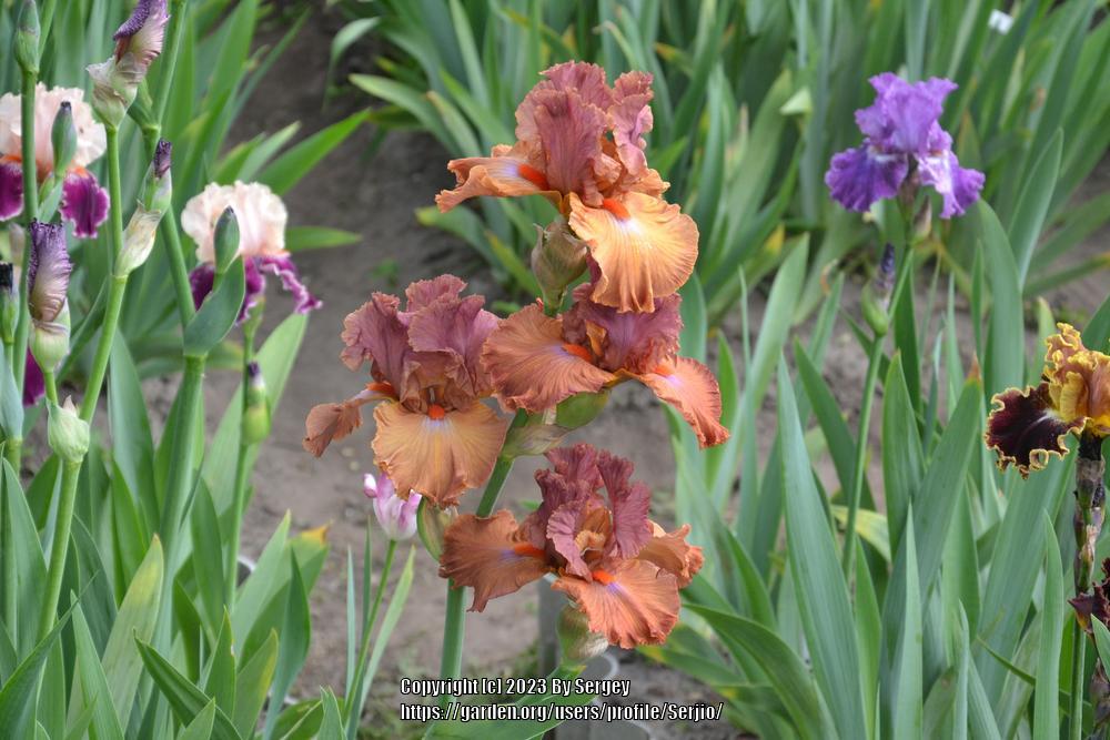 Tall Bearded Iris (Iris 'Safari Sunset') in the Irises Database ...