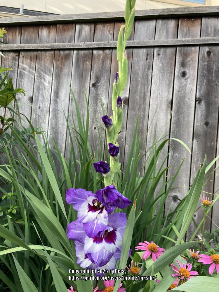 Photo of the bloom of Gladiola (Gladiolus 'Nori') posted by piksihk - Garden.org