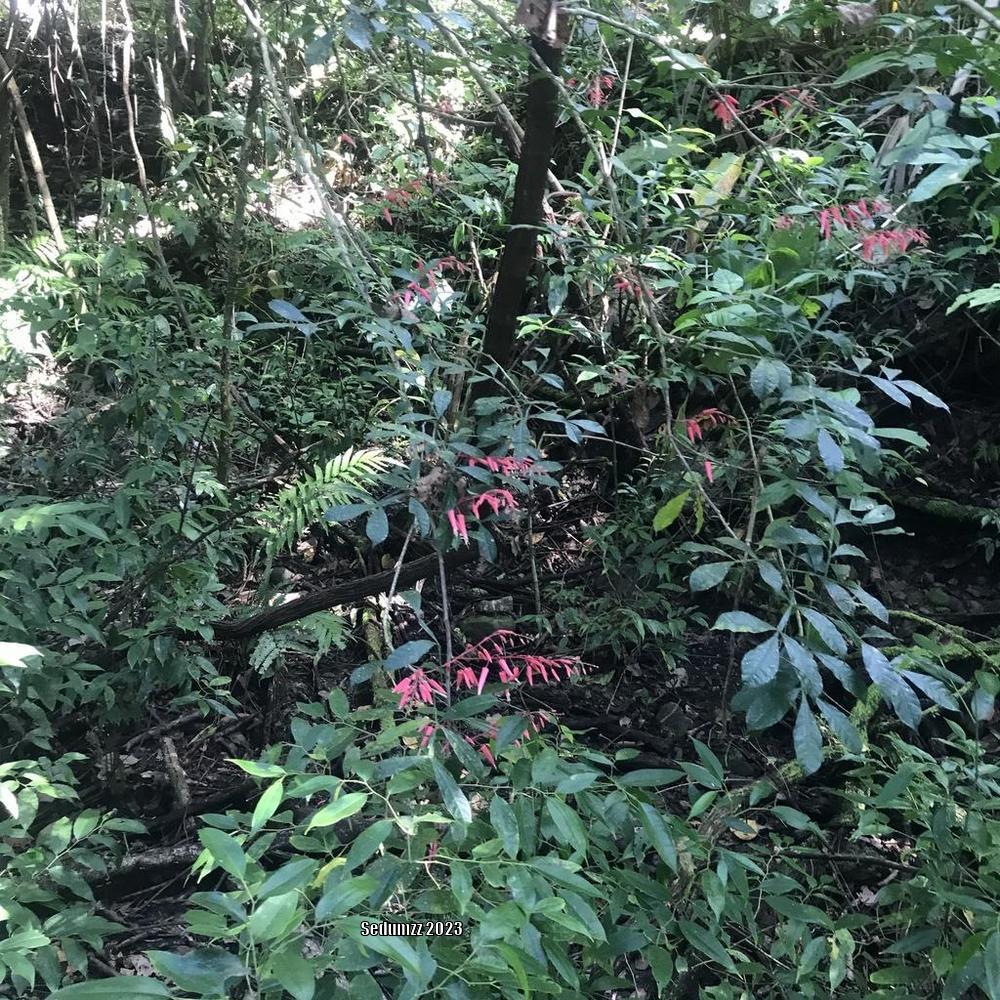 Photo of the entire plant of Bitter Ash (Quassia amara) posted by ...