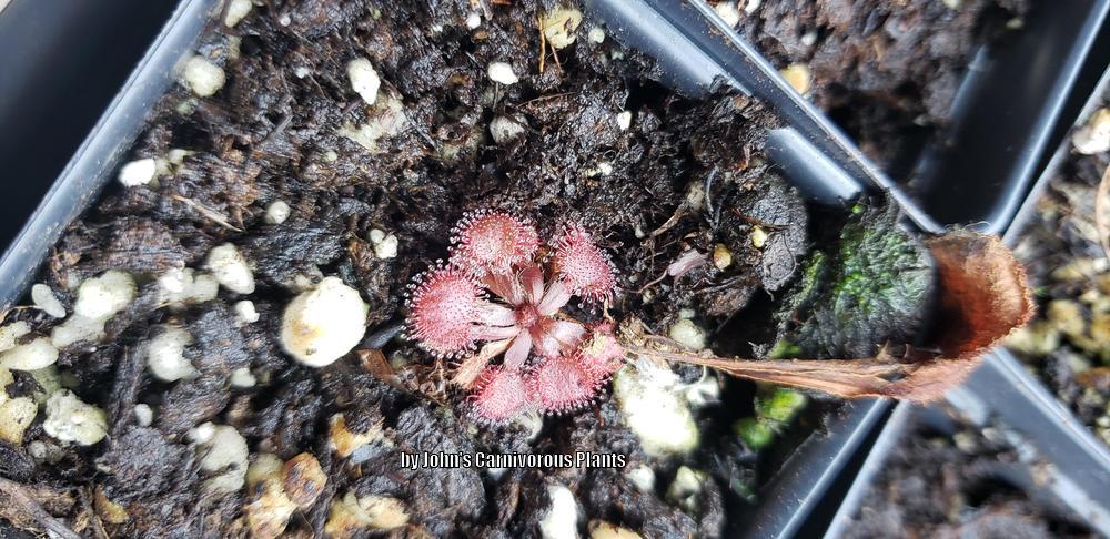 Photo of the entire plant of Sundew (Drosera falconeri) posted by ...