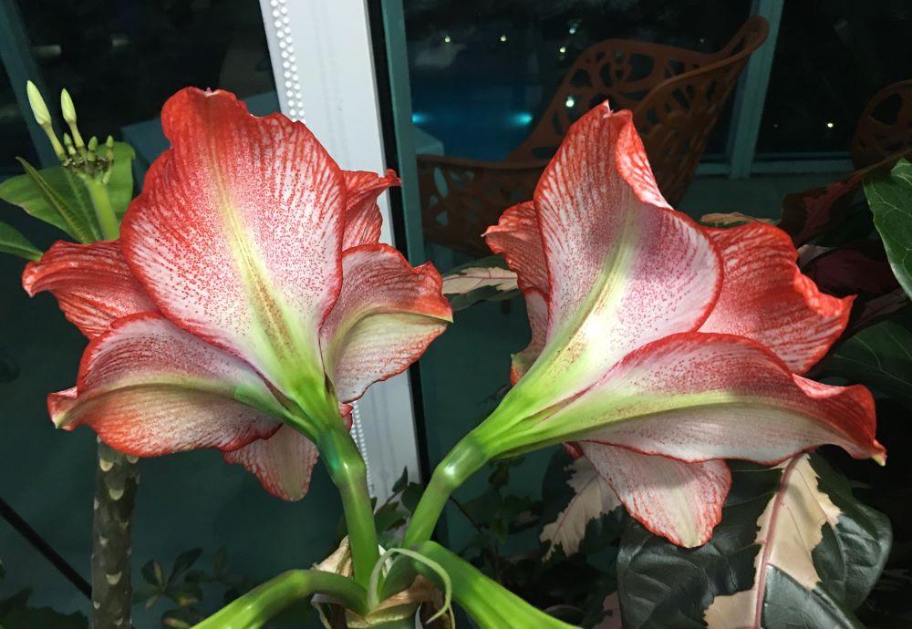 Photo of the bloom of Amaryllis (Hippeastrum 'Showmaster') posted by ...