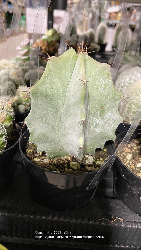 Photo of the entire plant of Gray Ghost Organ Pipe (Stenocereus ...