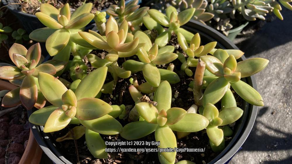 Photo of the entire plant of Golden Stonecrop (Sedum adolphi 'Lime Gold ...