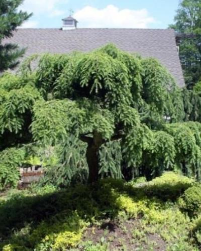 Common Juniper (Juniperus communis 'Oblonga Pendula') - Garden.org