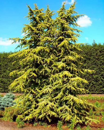 Golden Atlas Cedar (Cedrus atlantica 'Aurea') - Garden.org