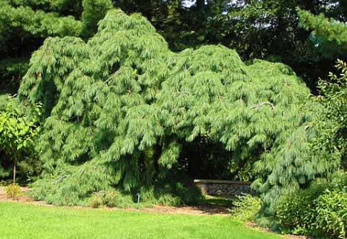 Photo of the entire plant of Weeping White Pine (Pinus strobus 'Pendula ...