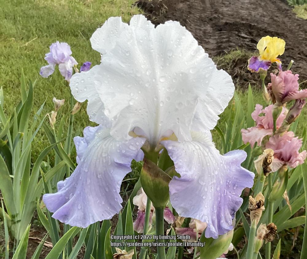 Photo of the bloom of Tall Bearded Iris (Iris 'Dover Beach') posted by ...