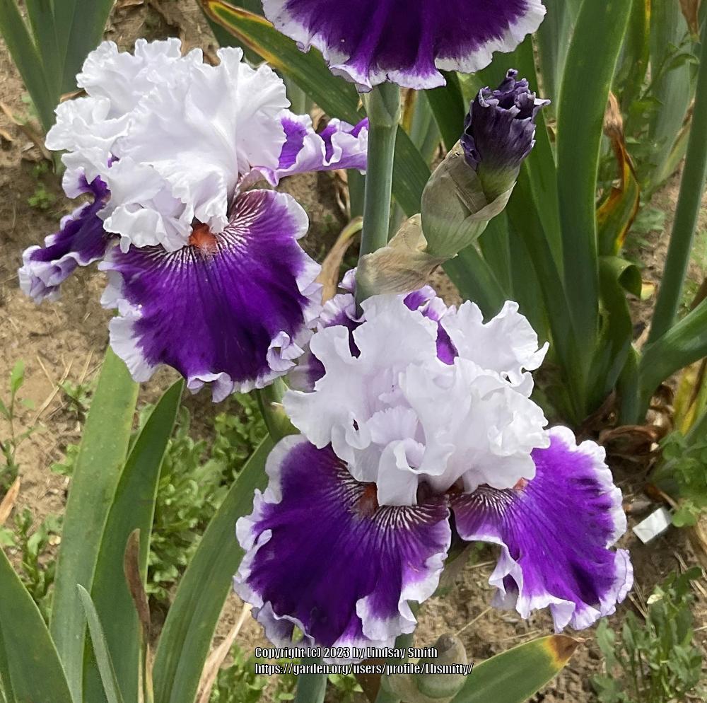 Photo of the bloom of Tall Bearded Iris (Iris 'Rule the World') posted ...