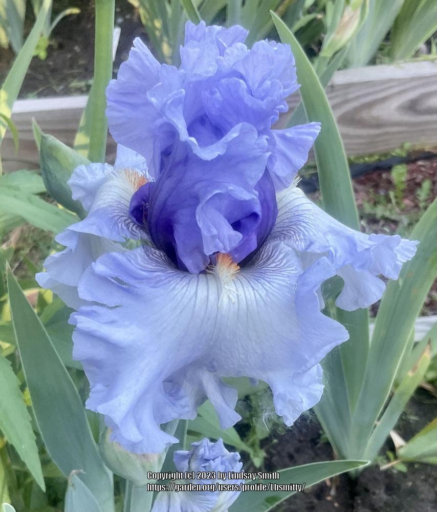 Photo of the bloom of Tall Bearded Iris (Iris 'Dance Recital') posted ...