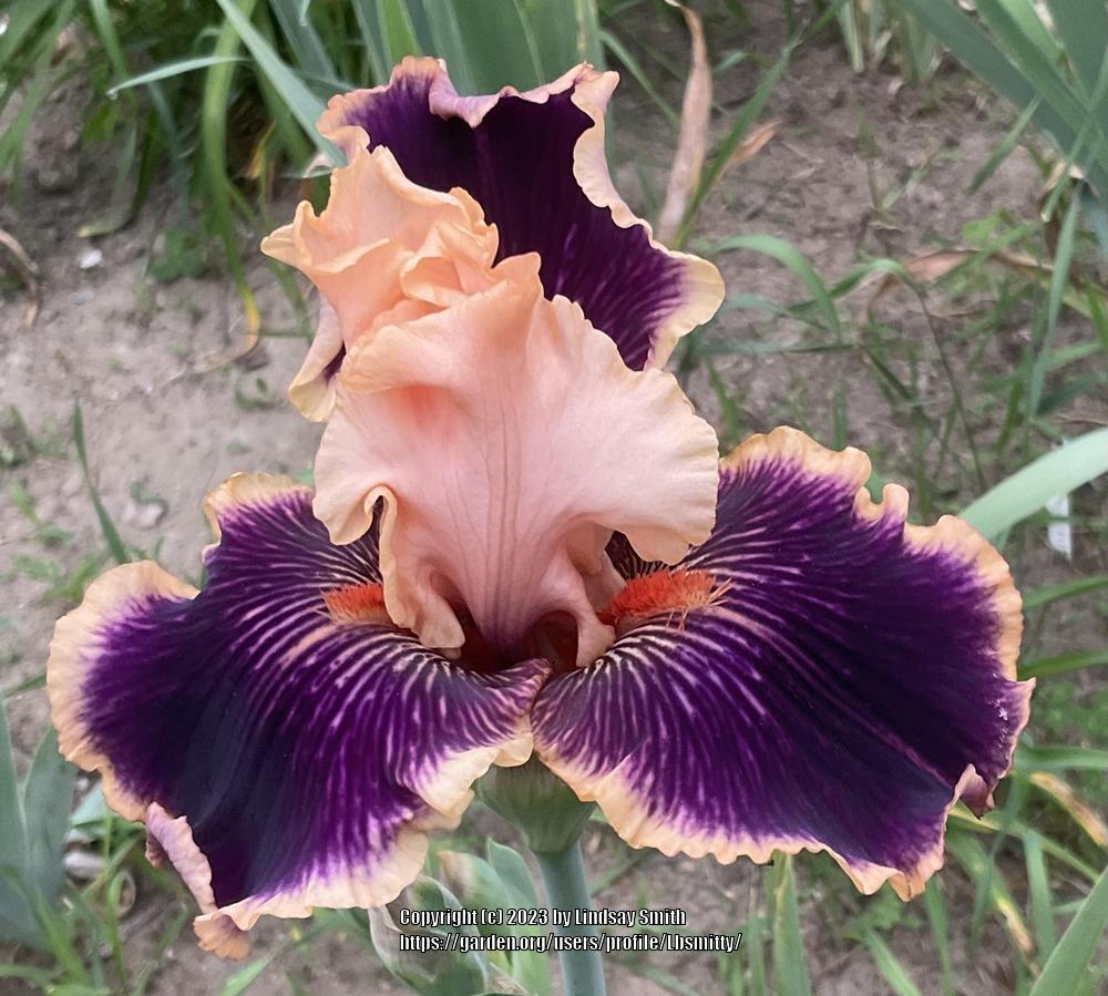 Photo of the bloom of Tall Bearded Iris (Iris 'Reality Check') posted ...