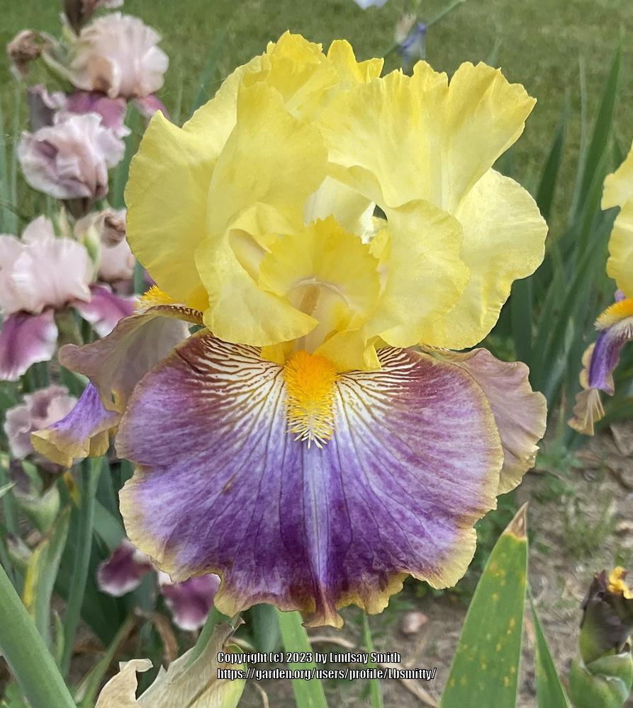 Photo of the bloom of Tall Bearded Iris (Iris 'Let's Fly') posted by ...