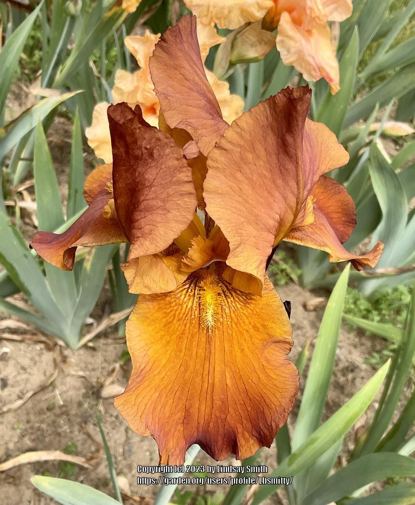 Photo of the bloom of Tall Bearded Iris (Iris 'Gingerbread Castle ...