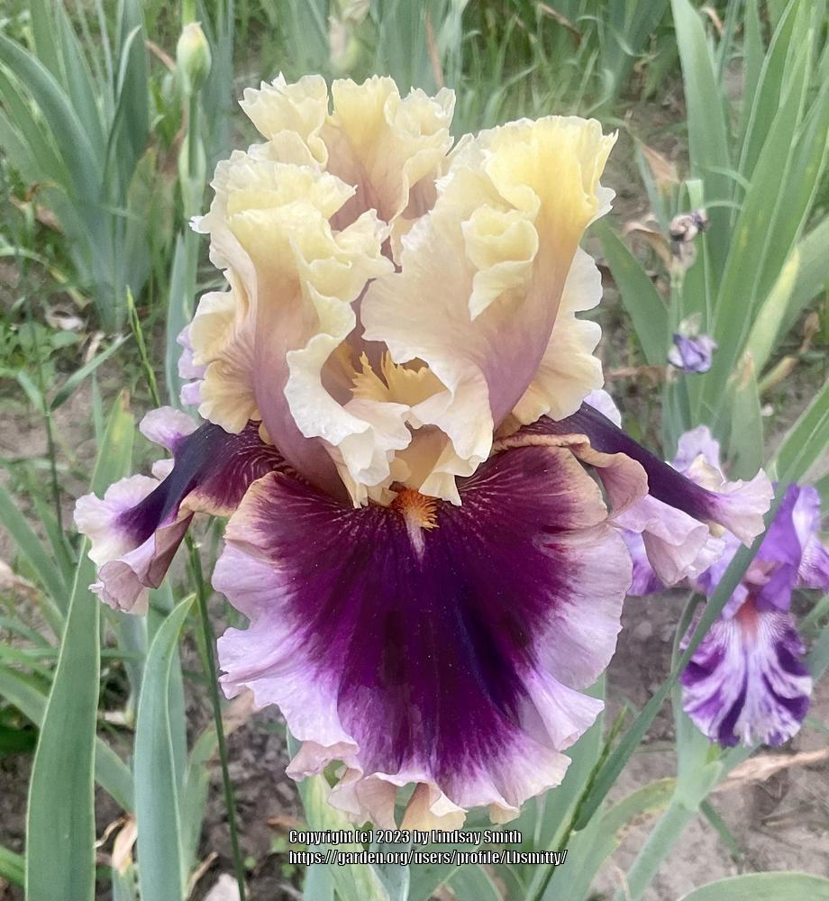 Photo of the bloom of Tall Bearded Iris (Iris 'Double Kick') posted by Lbsmitty - Garden.org