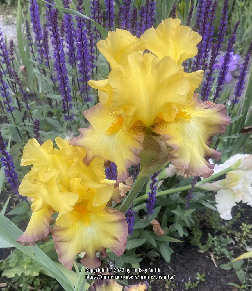 Photo of the bloom of Tall Bearded Iris (Iris 'Bold Vision') posted by ...