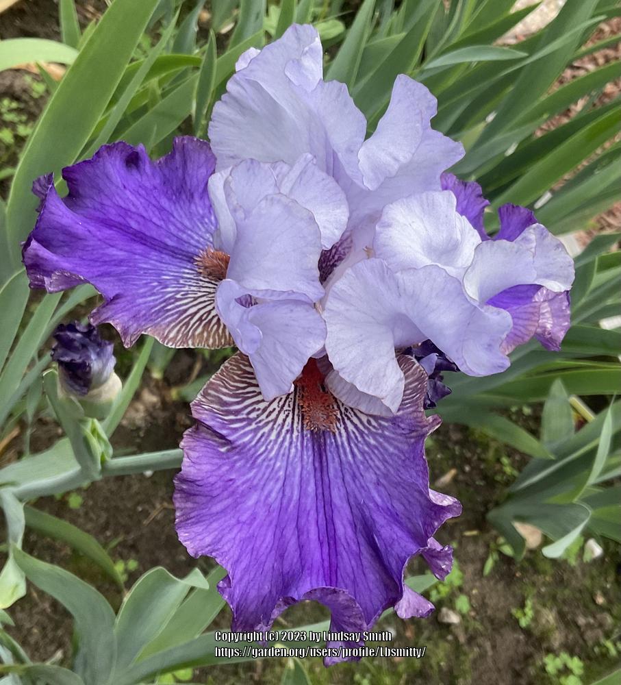 Photo of the bloom of Tall Bearded Iris (Iris 'Helen's Melody') posted ...