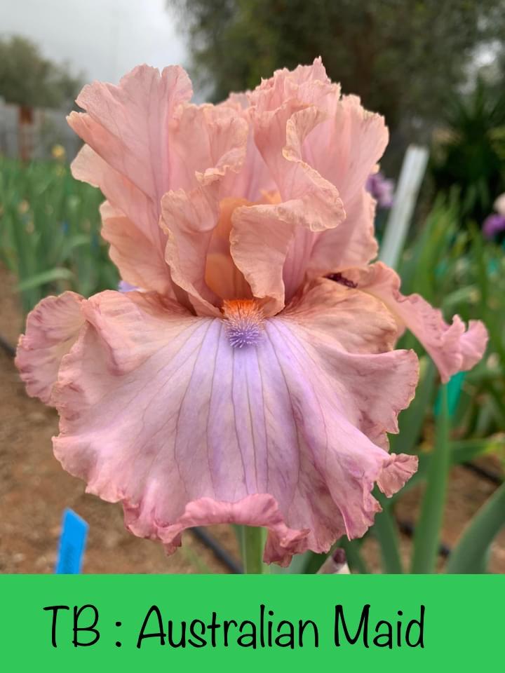Photo of the bloom of Tall Bearded Iris (Iris 'Australian Maid') posted ...