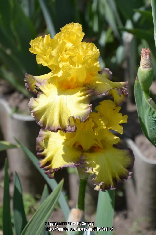 Photo of the bloom of Tall Bearded Iris (Iris 'Ruby Moon') posted by ...